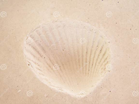 Shell fossil stock photo. Image of shape, fossil, chalk - 7913752