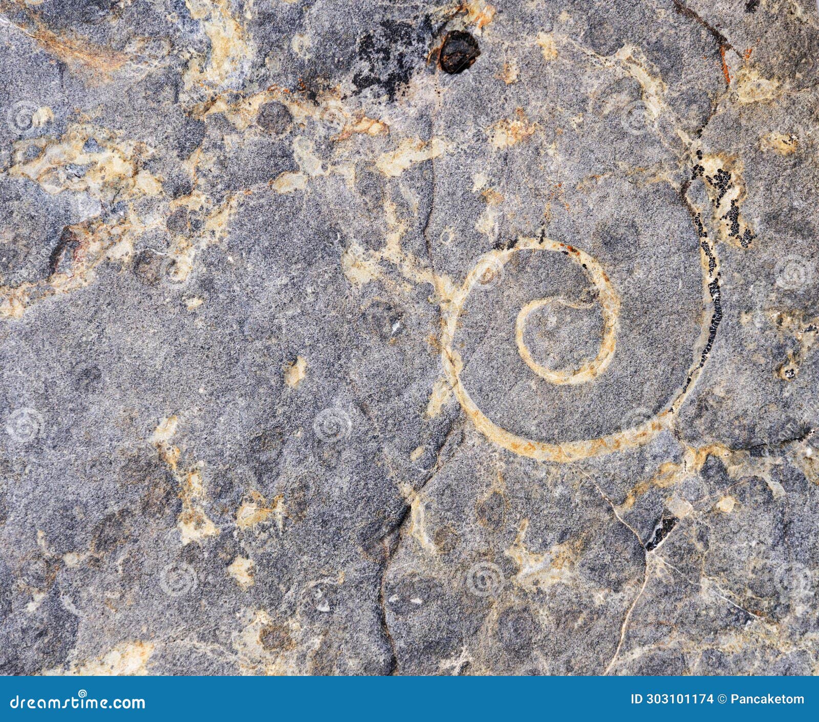 Shell Fossil Cross Section stock photo. Image of fossilized - 303101174