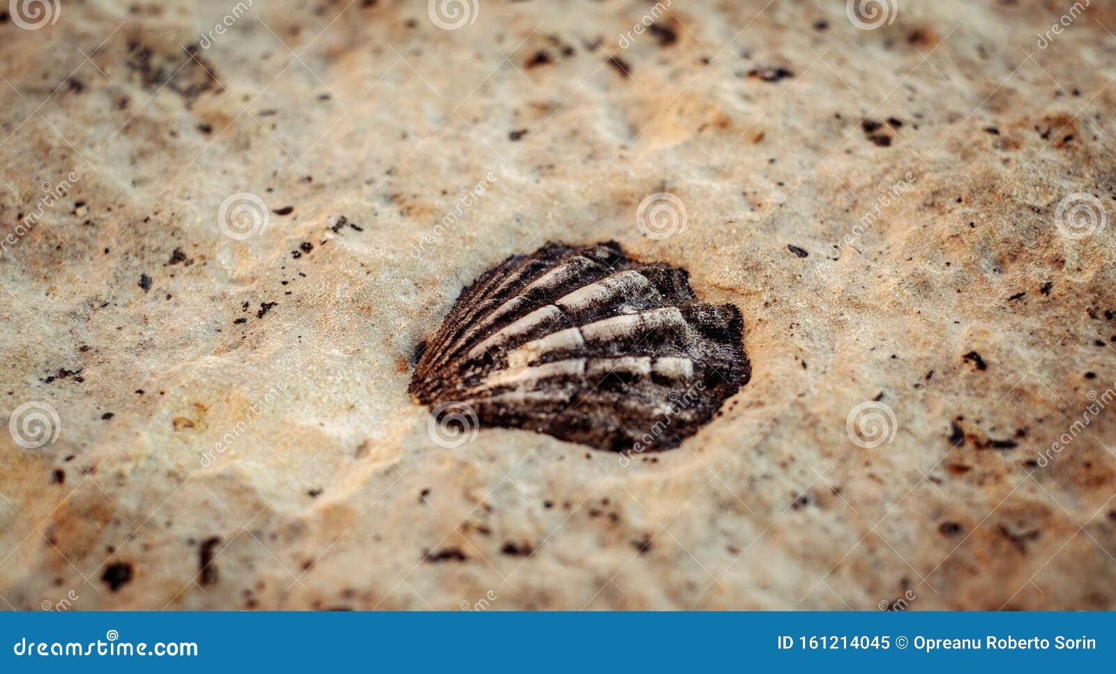 A Shell Fossil Embedded in the Stone Stock Image - Image of abstract ...