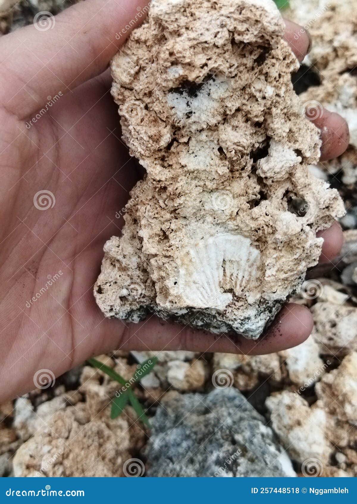 Shell Fossil on the Limestone Stock Photo - Image of food, wood: 257448518