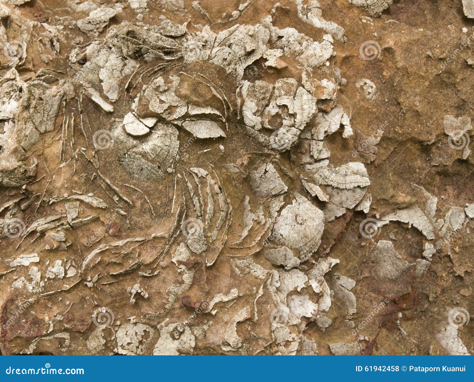 Shell fossil stock photo. Image of animal, white, shell - 61942458