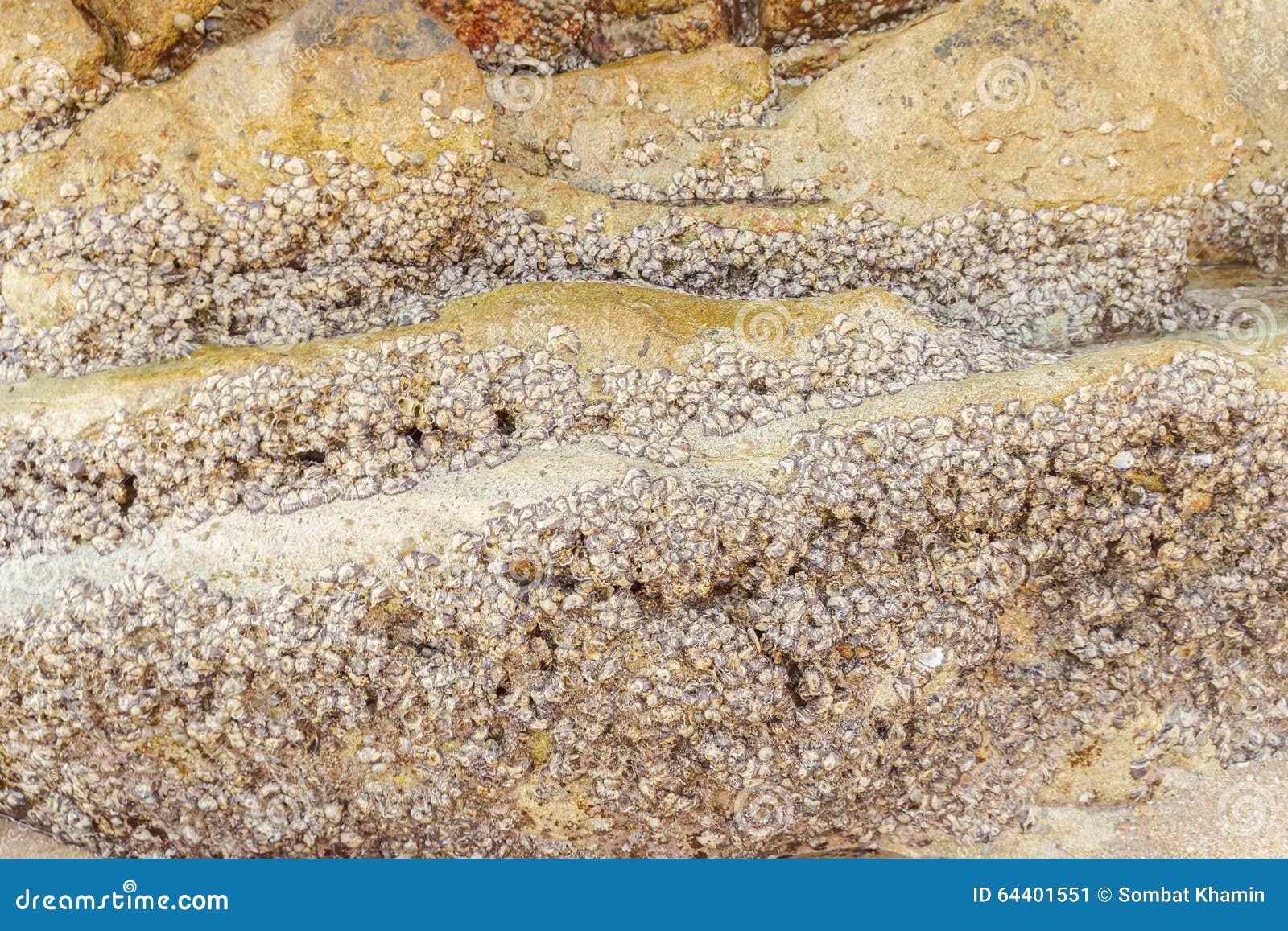 Shell fossil at sea shore stock image. Image of ancient - 64401551