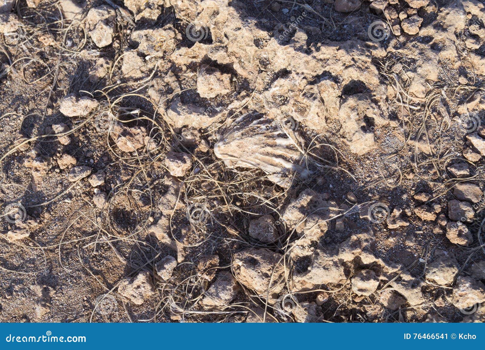 Shell fossil stock image. Image of geology, fossil, shell - 76466541