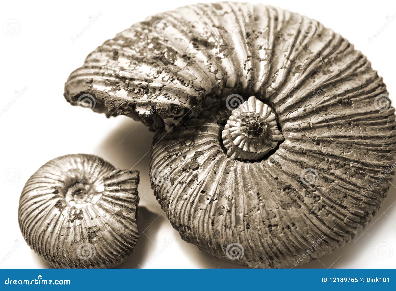 Fossilized Ammonite And Spiral Shell Revealed In X-ray Of Ancient Life ...