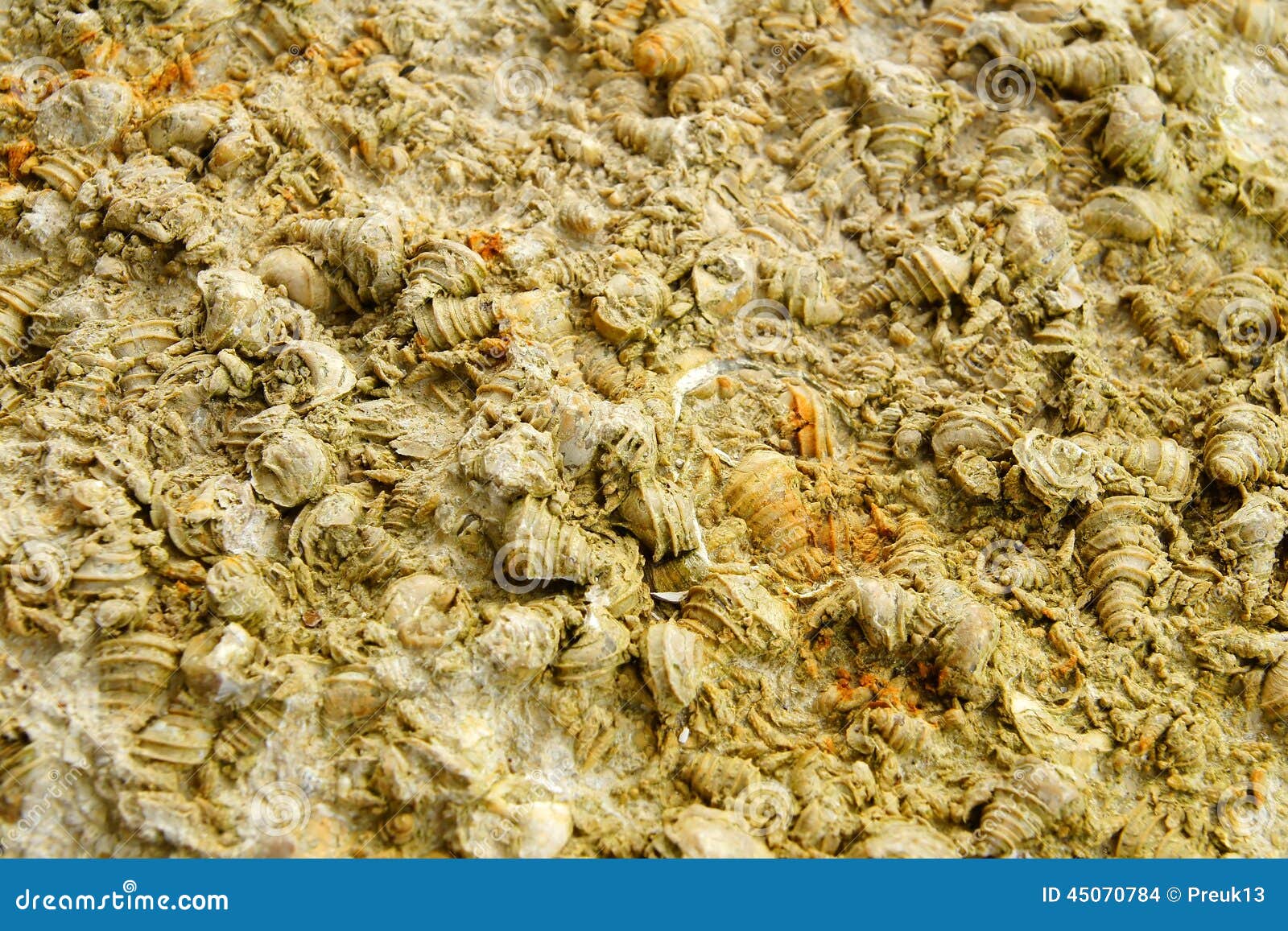 Shell fossils 2 stock photo. Image of dept, thailand - 45070784