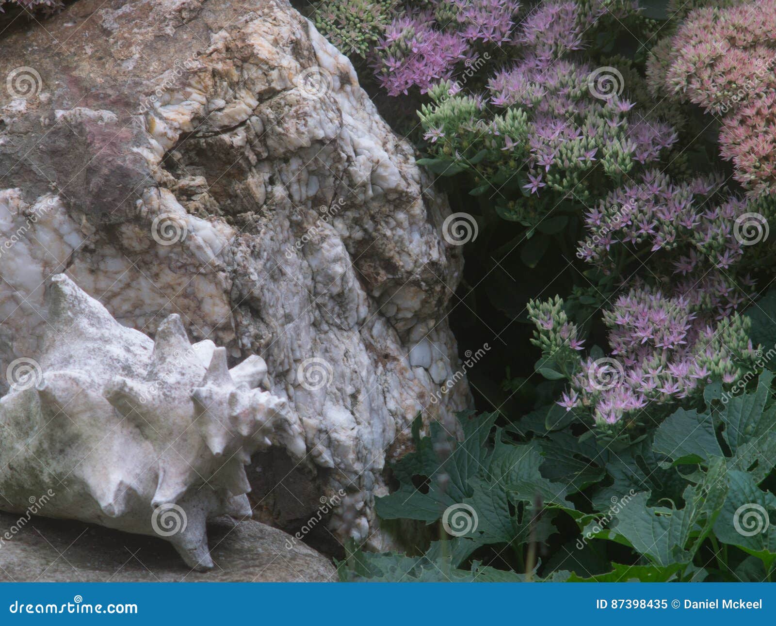 Shell and Fractured Rock with Green Leaves Stock Image - Image of ...