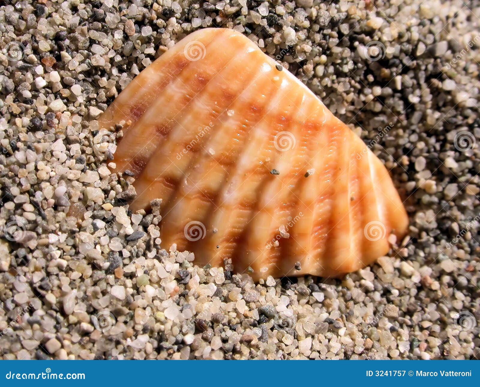 Shell fragment stock image. Image of ocean, beach, shell - 3241757