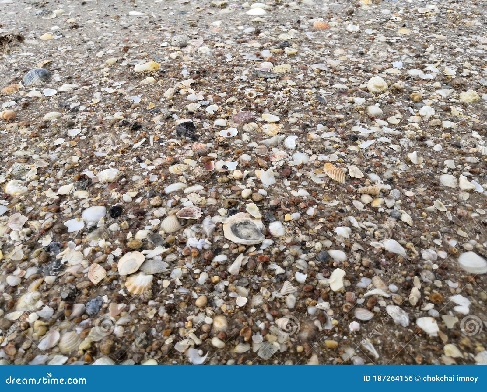 Shell Fragments at the Beach Stock Photo - Image of wildlife, stonewall ...