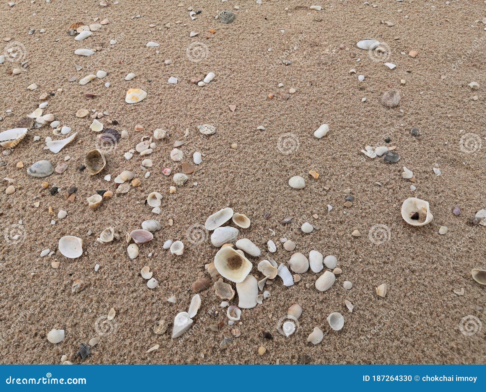 Shell Fragments at the Beach Stock Photo - Image of leaf, pebble: 187264330