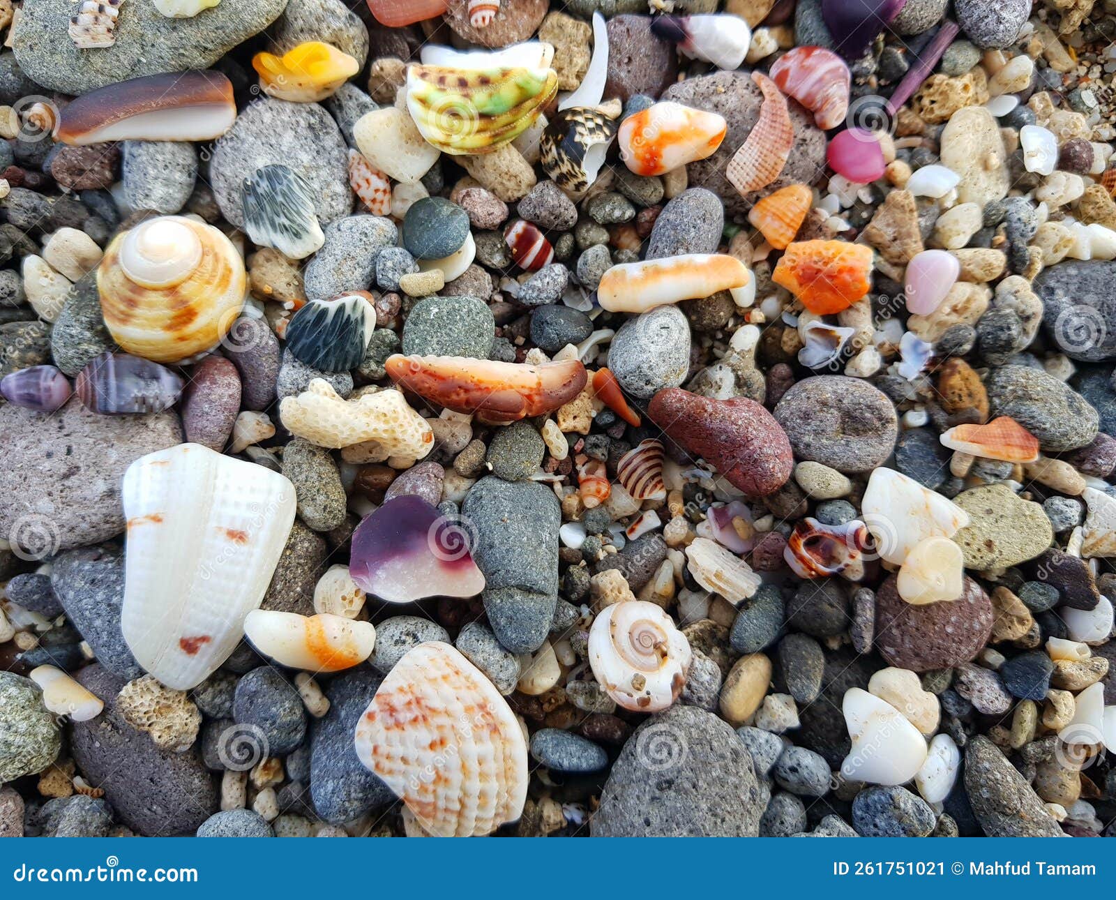 Shell Fragments on the Beach Stock Image - Image of colors, shell ...