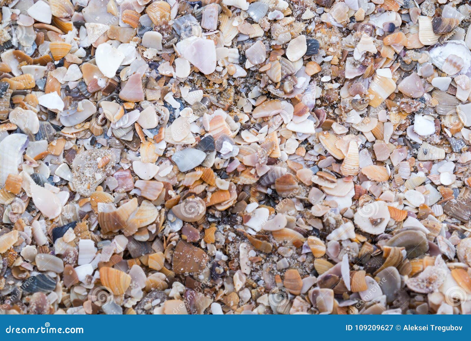 Shell Fragments on the Seashore. Background. Texture. Wallpaper Stock ...