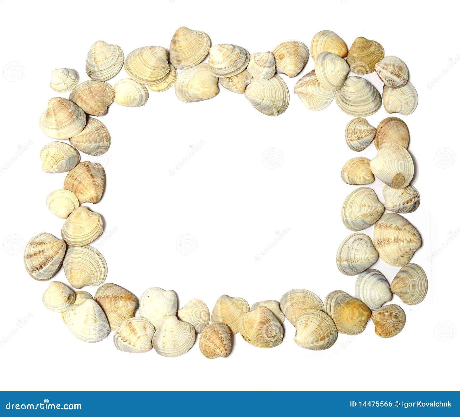 Shell frame stock photo. Image of empty, cockle, frame - 14475566