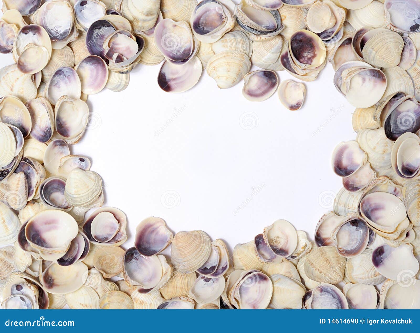 Shell frame stock photo. Image of nature, mollusk, border - 14614698