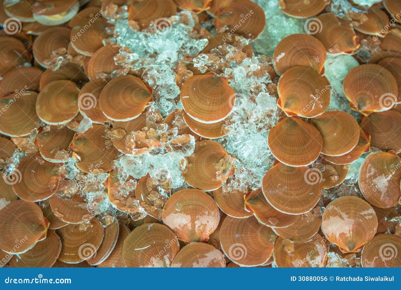 Shell stock photo. Image of boat, gourmet, mollusc, cuisine - 30880056