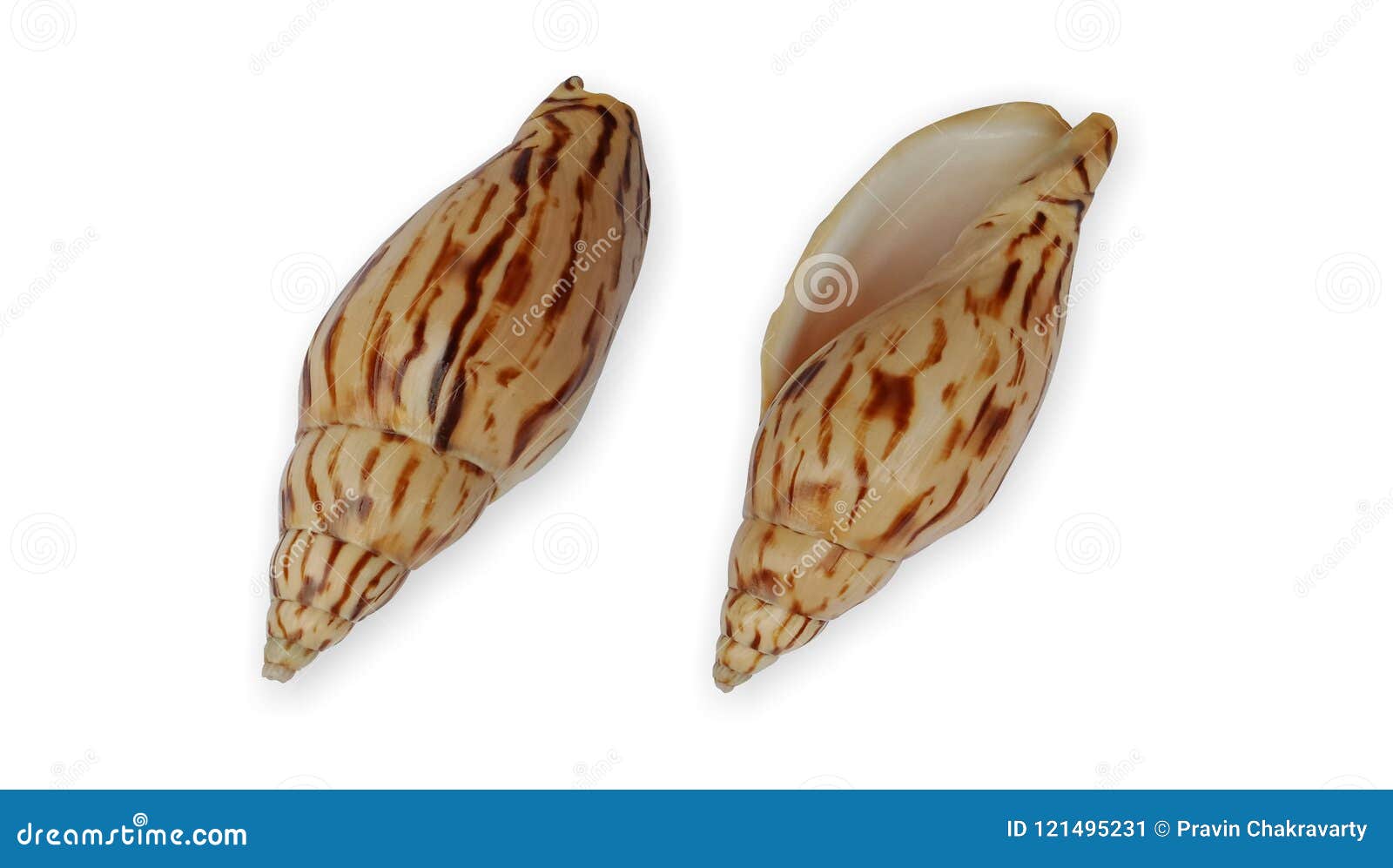 Shell Front and Back View with White Background Wallpaper, Stock ...