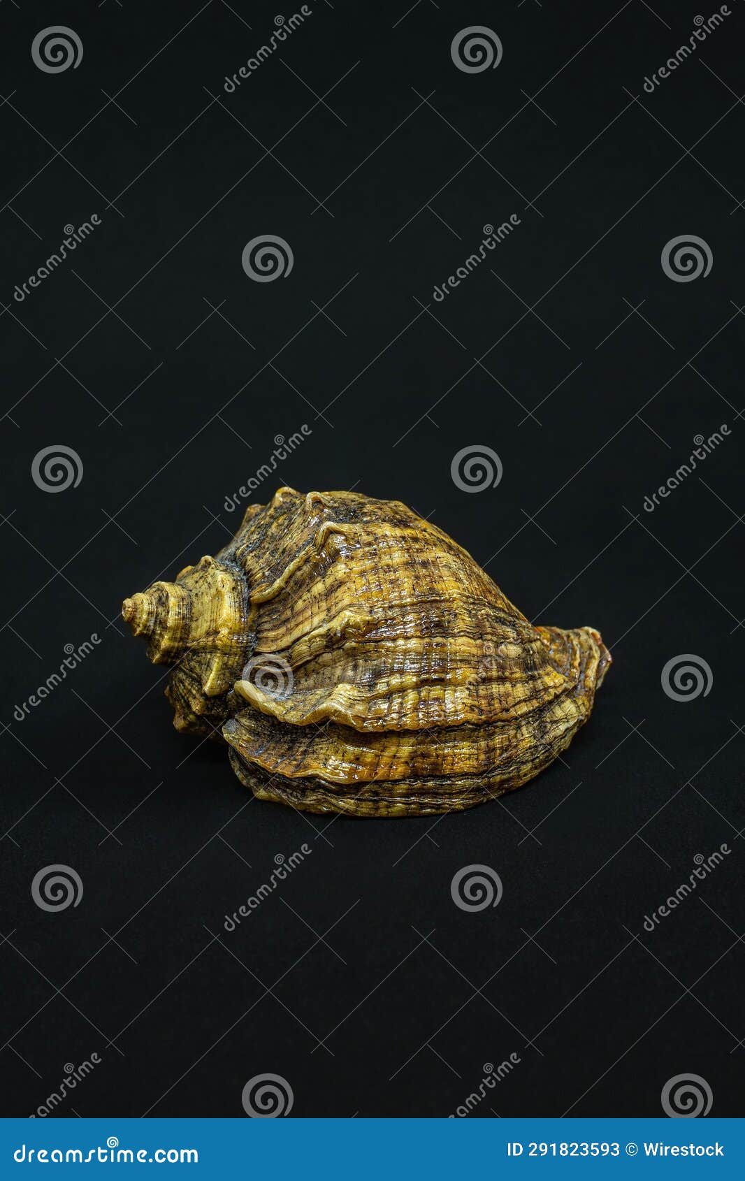 Shell in Front of a Monochrome Background Stock Image - Image of ...