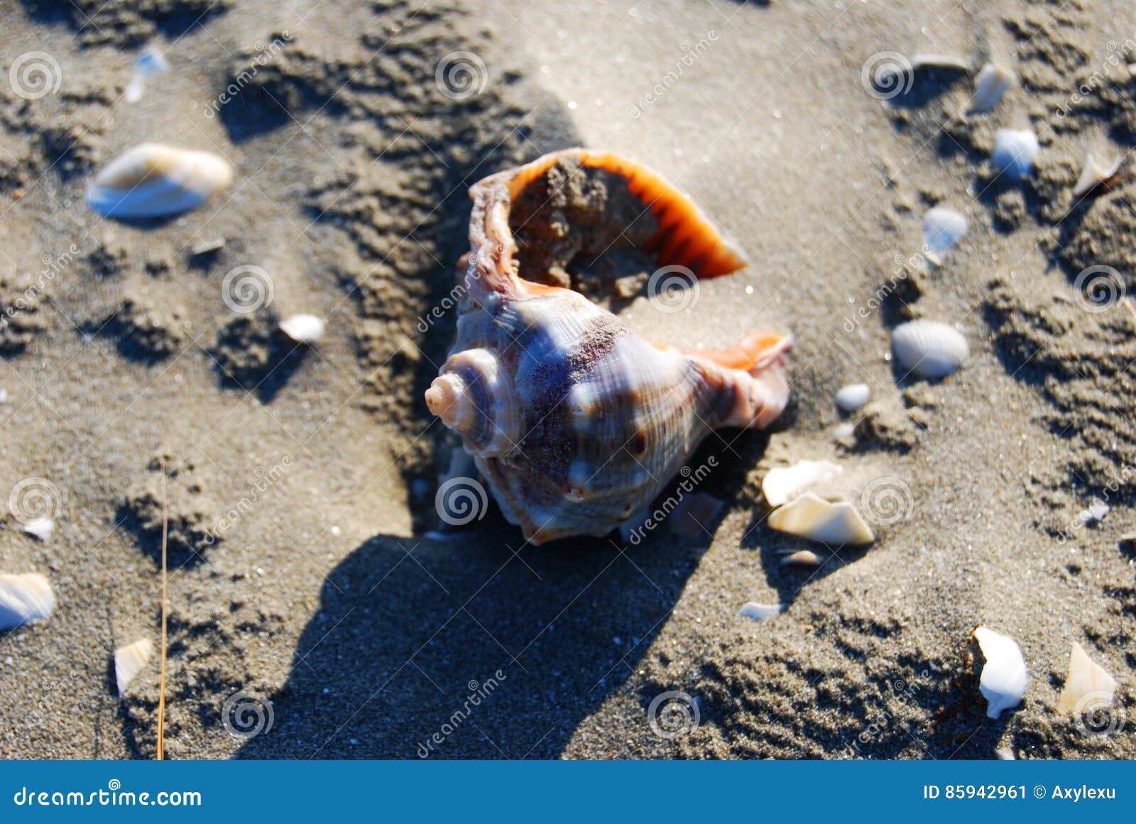 Shell stock image. Image of macro, close, shell, frozen - 85942961
