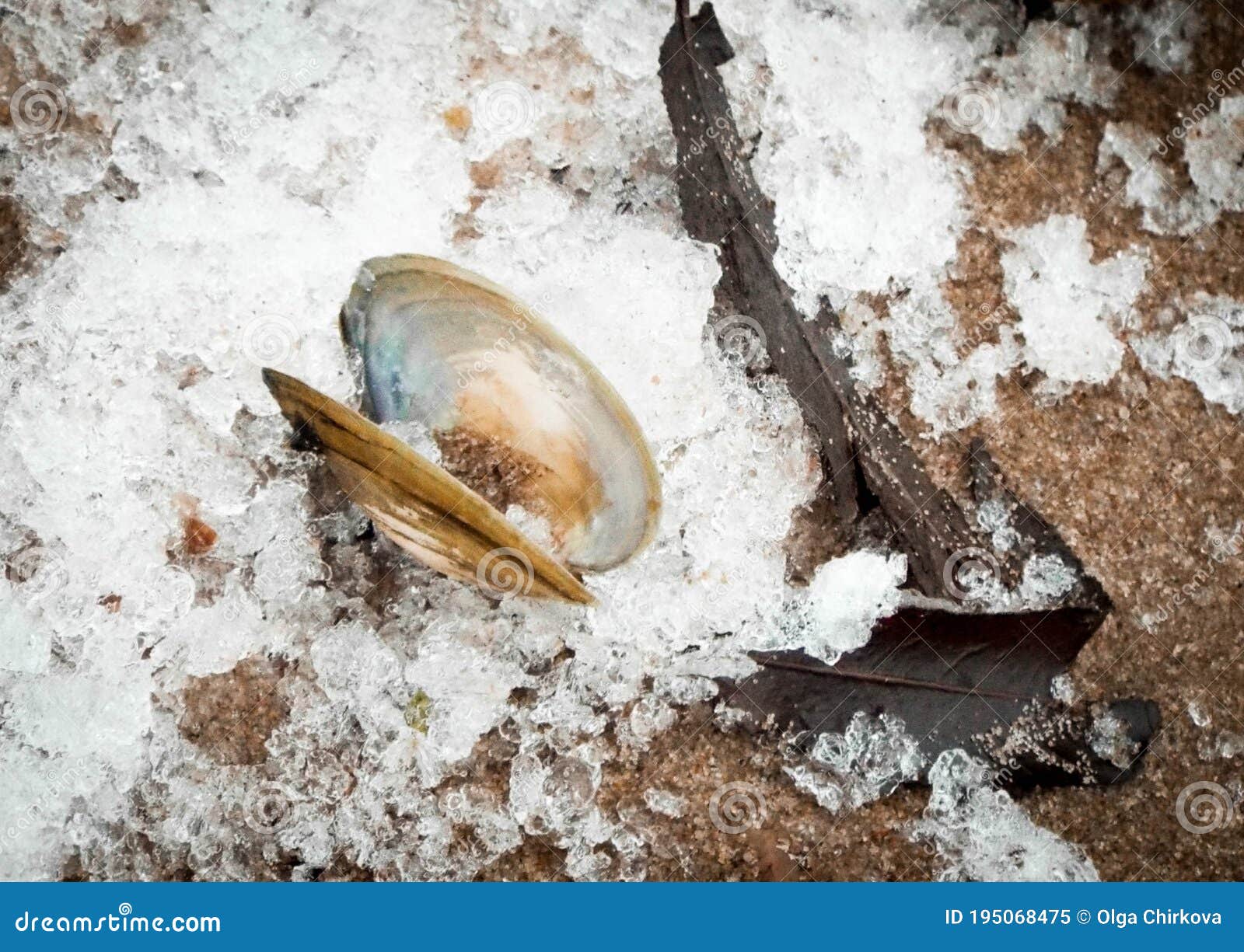 Shell on the frozen ground stock image. Image of water - 195068475