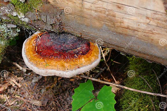 Shell fungus stock image. Image of pretty, trees, nature - 21515735