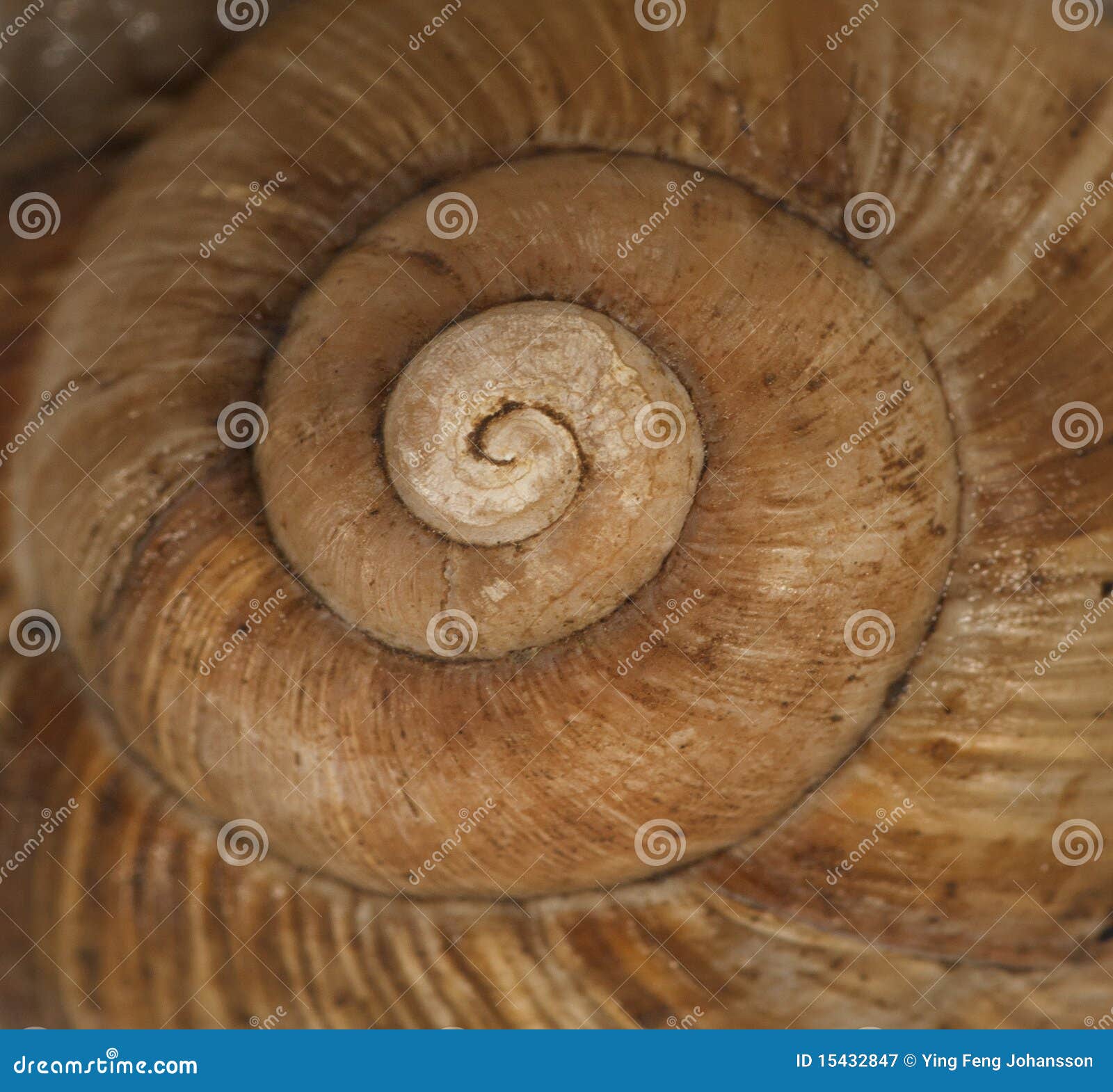 Shell of garden snail stock image. Image of mollusk, swirl - 15432847