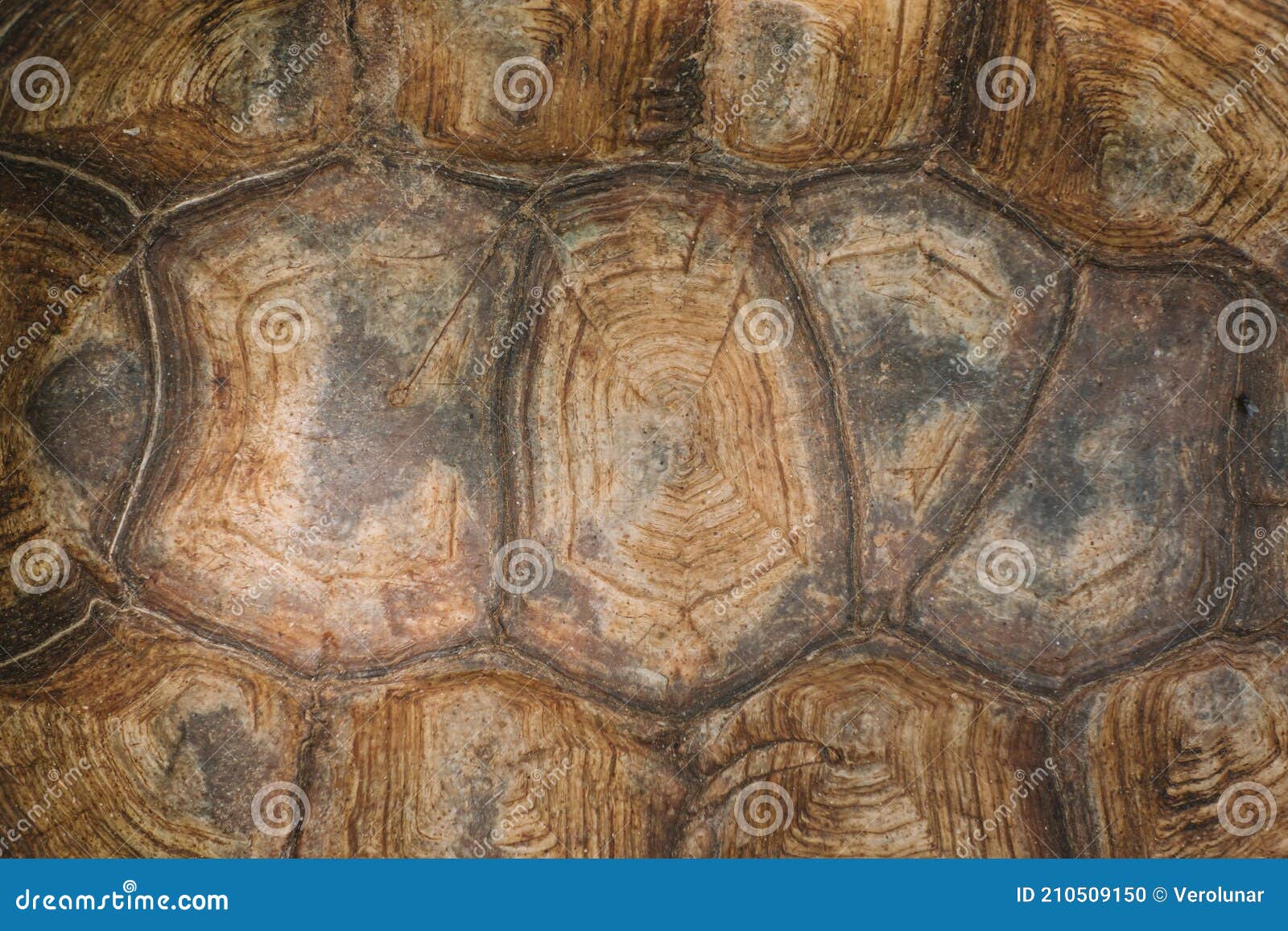 The Shell of a Giant Turtle, Close-up. Background Texture and Carapace ...