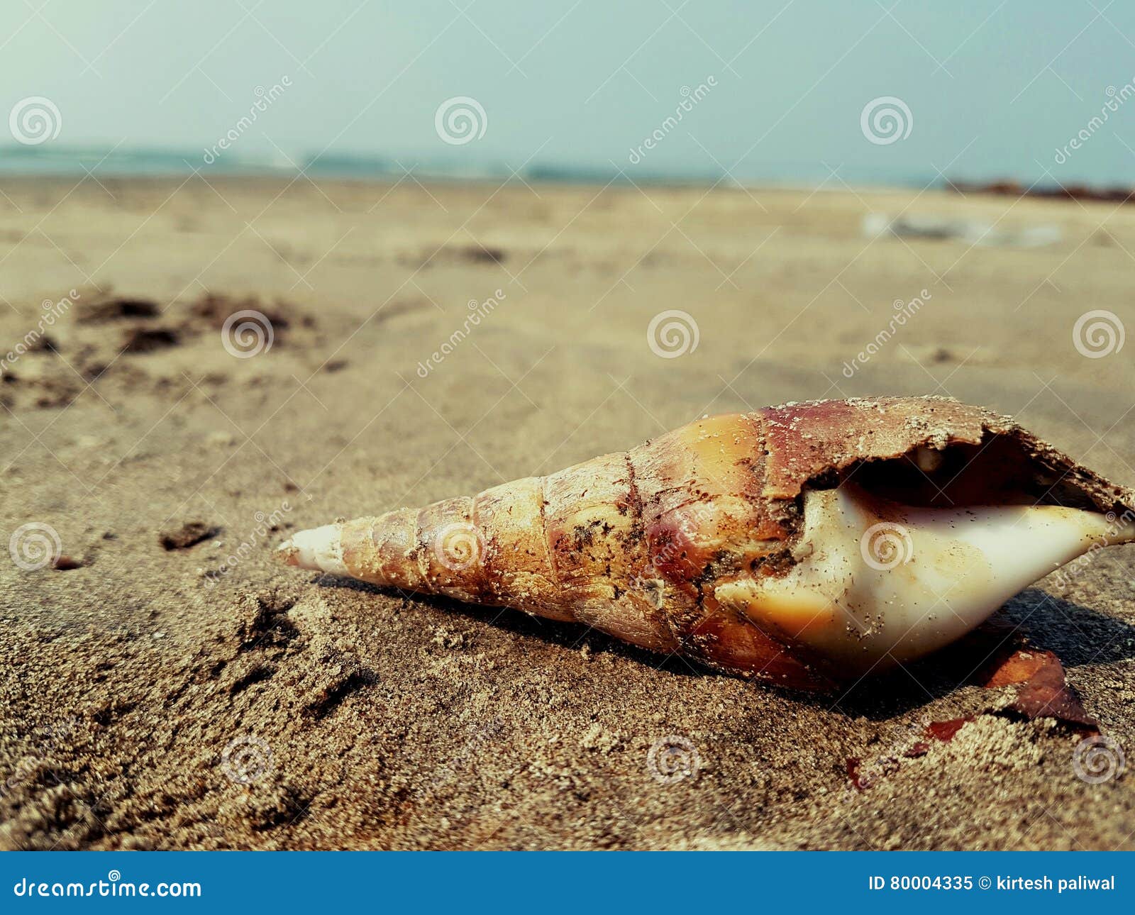 Shell goa beach stock image. Image of dead, beach, beauty - 80004335