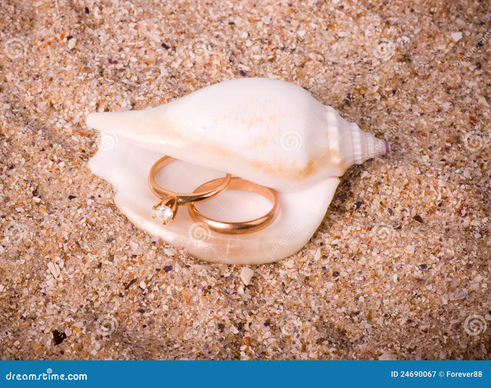 Shell with Golden Wedding Rings Stock Image - Image of love, nature ...