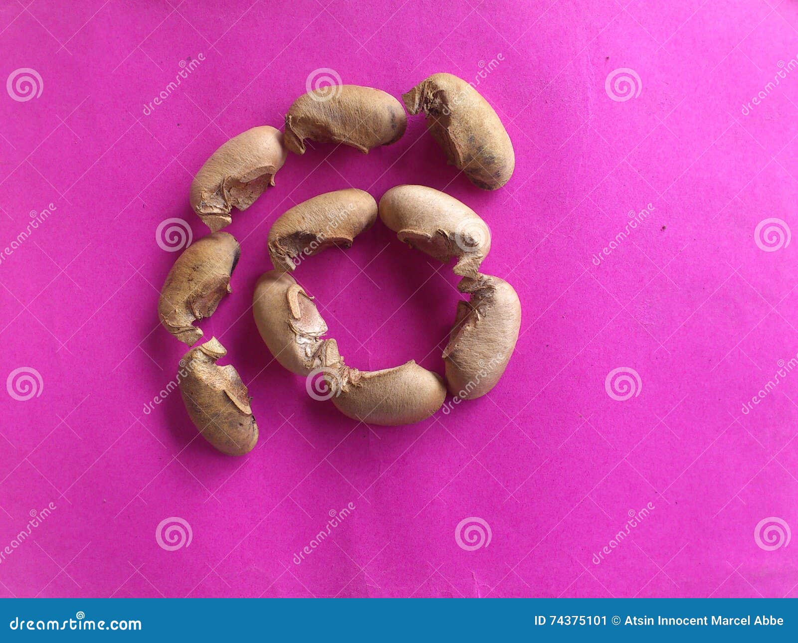 SHELL GRAIN HEVEA stock image. Image of colier, grain - 74375101