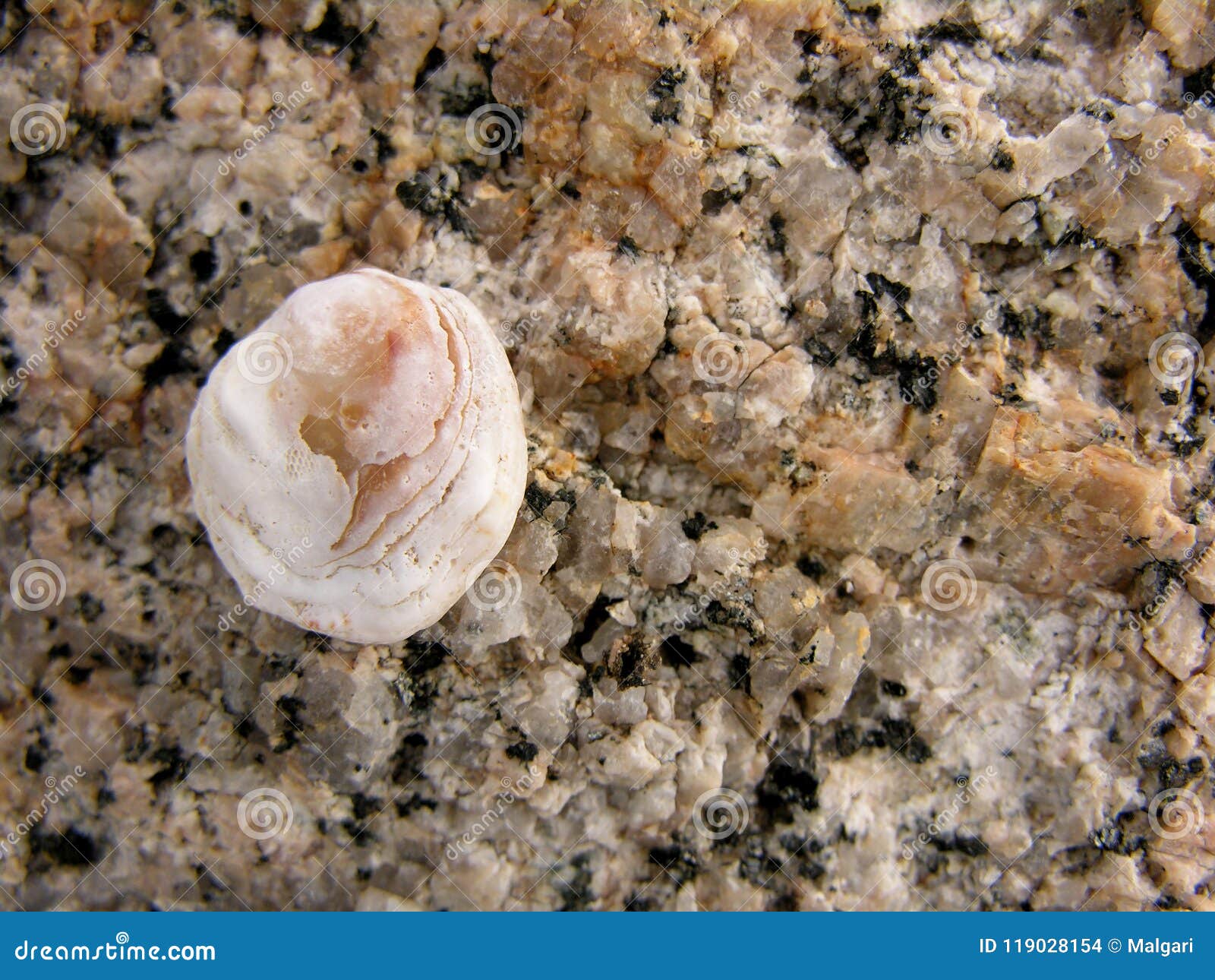 Shell on a granite rock stock photo. Image of stone - 119028154