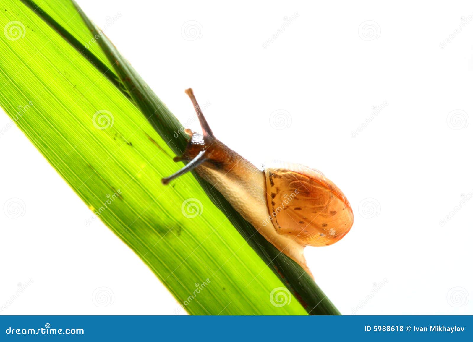 Shell on grass stock photo. Image of verdure, green, creep - 5988618