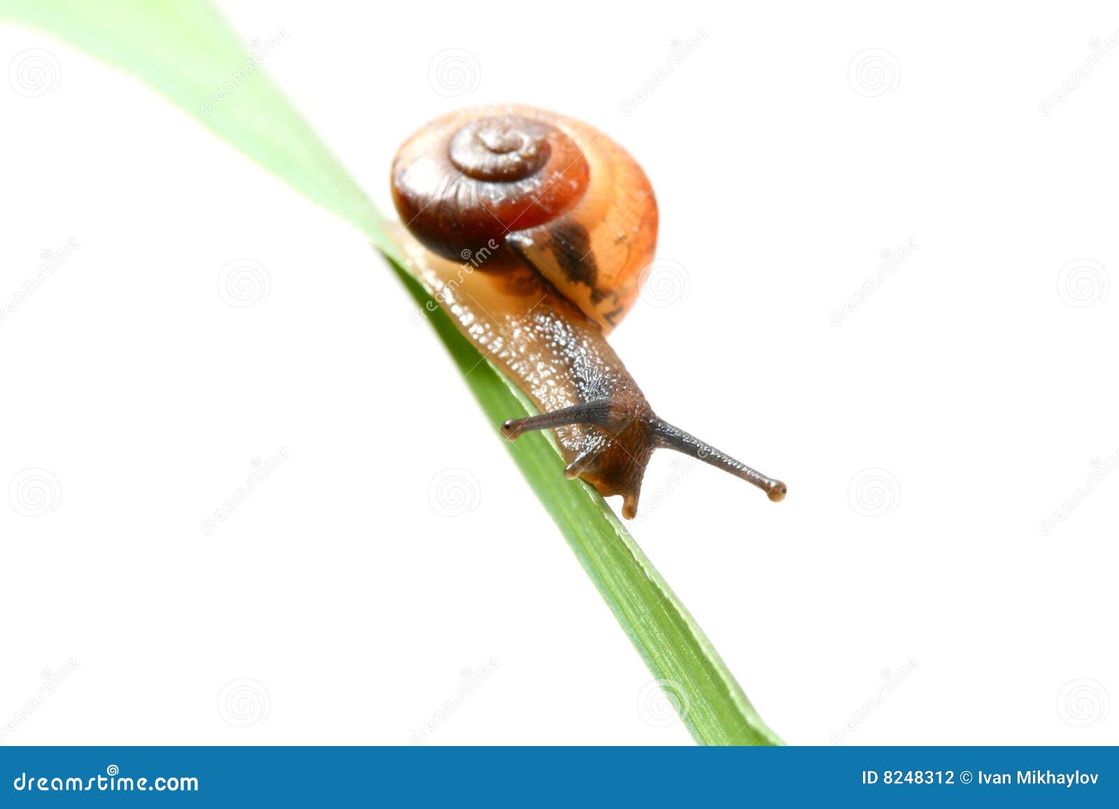Shell on grass stock photo. Image of creep, herb, fern - 8248312