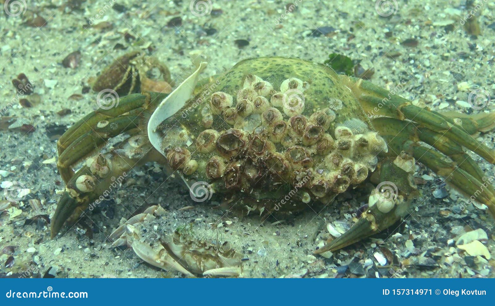 Shell of a Grass Crab Overgrown with Sea Crayfish Balanus Sp. Stock ...