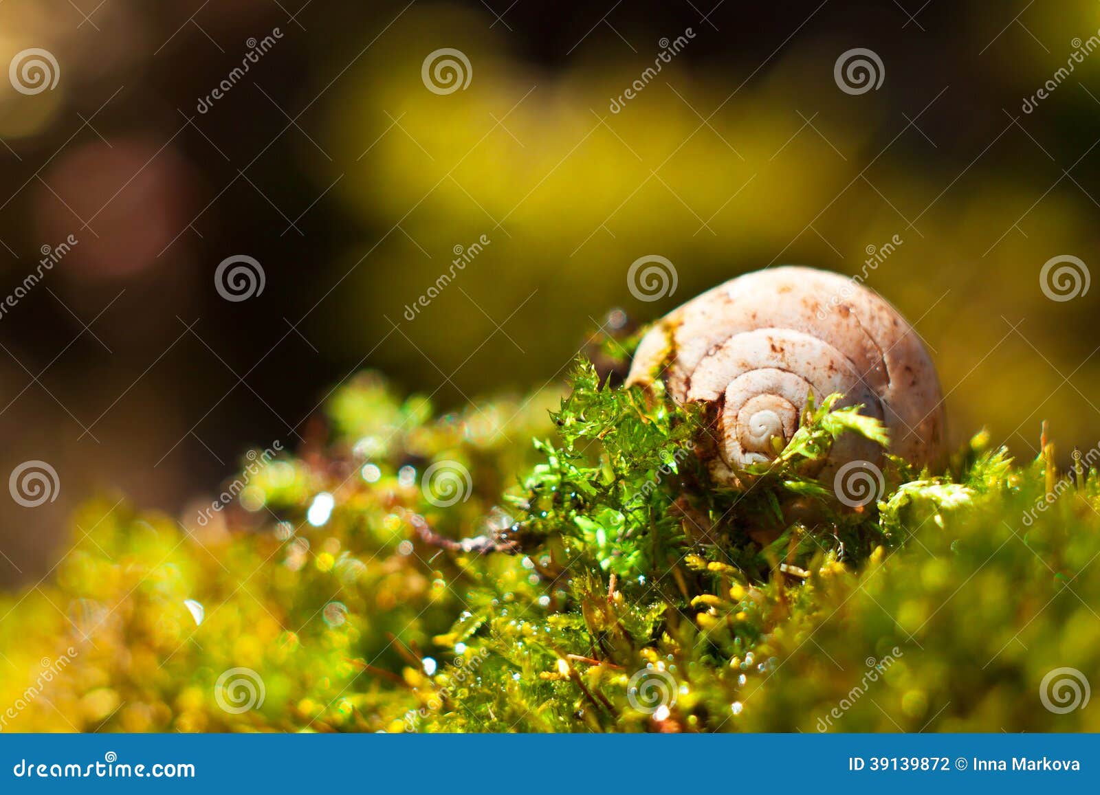 Shell on grass stock photo. Image of morning, nature - 39139872