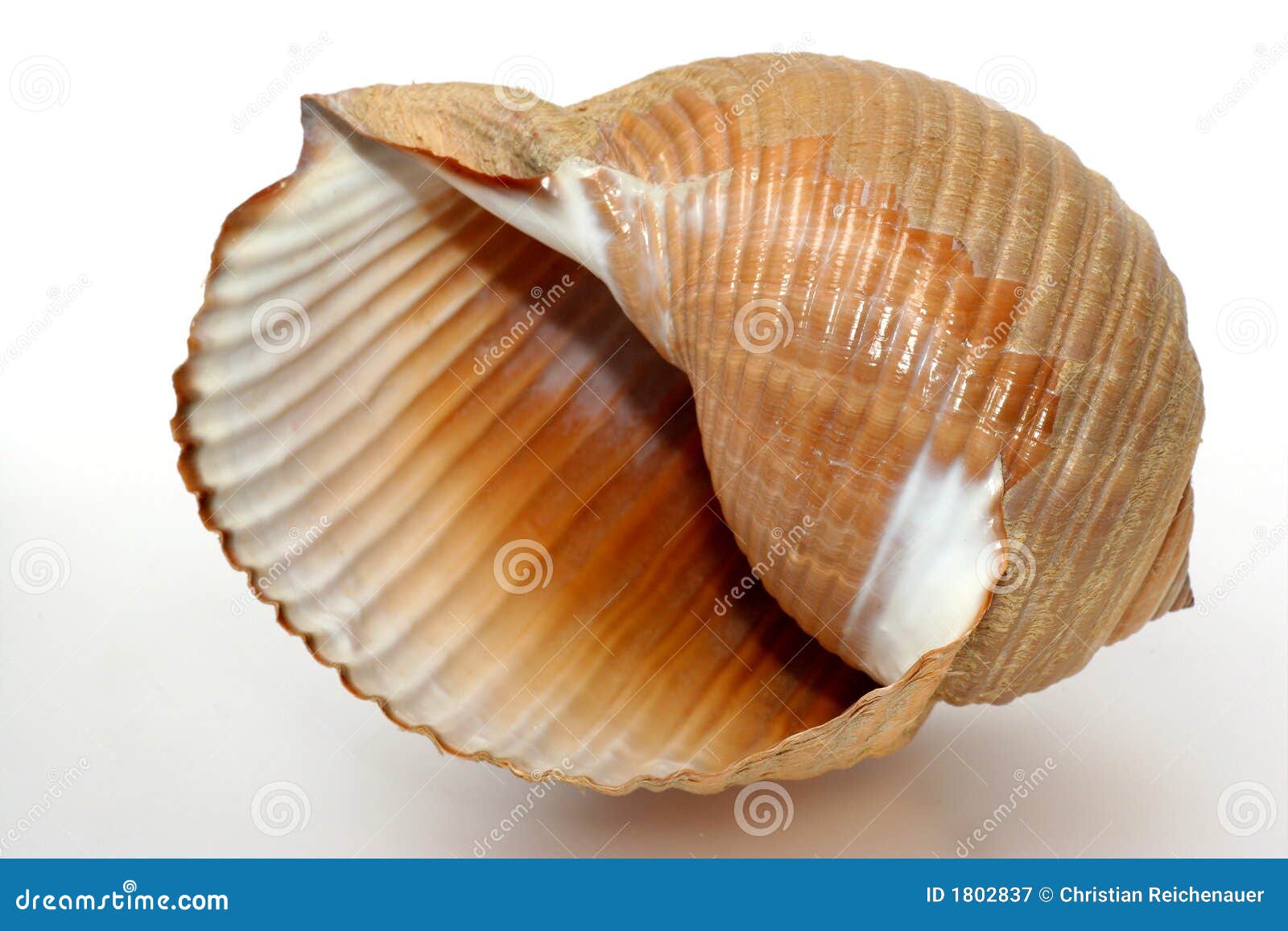 Shell Griego Grande Afiligranado Del Caracol Imagen de archivo - Imagen ...