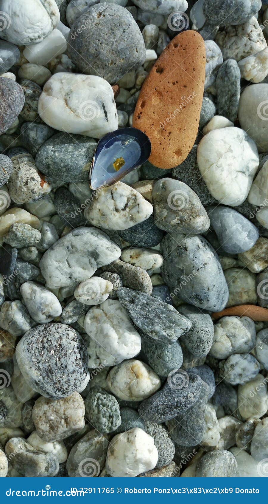 A shell on the grit beach stock image. Image of marine - 72911765