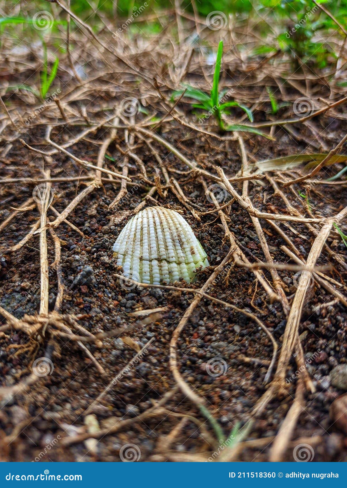 A shell in the ground stock photo. Image of forest, shell - 211518360