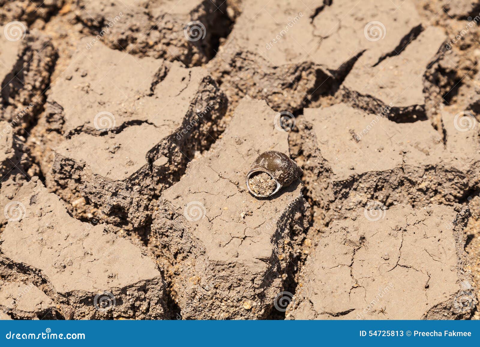 Shell On Ground Arid. Royalty-Free Stock Photography | CartoonDealer ...