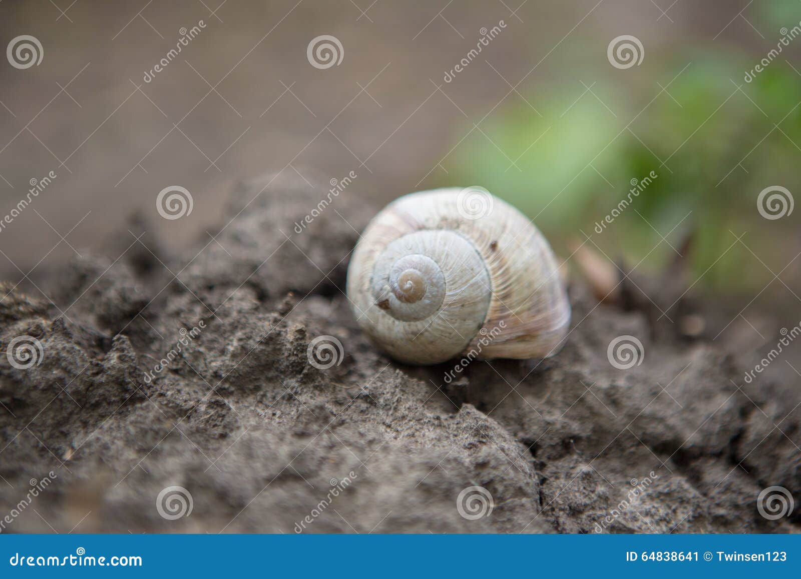 Shell on ground stock image. Image of growth, landscaped - 64838641