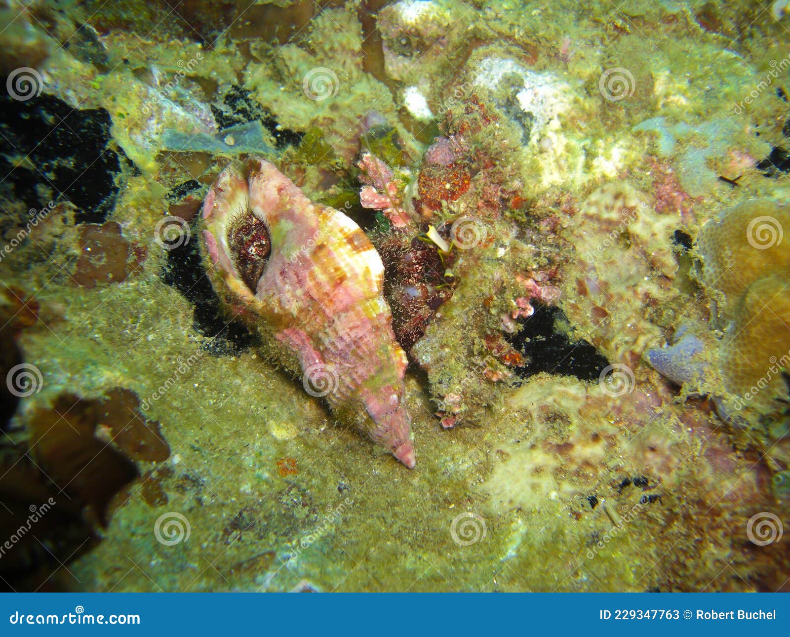 Shell in the Filipino Sea 17.10.2012 Stock Image - Image of wonderful ...