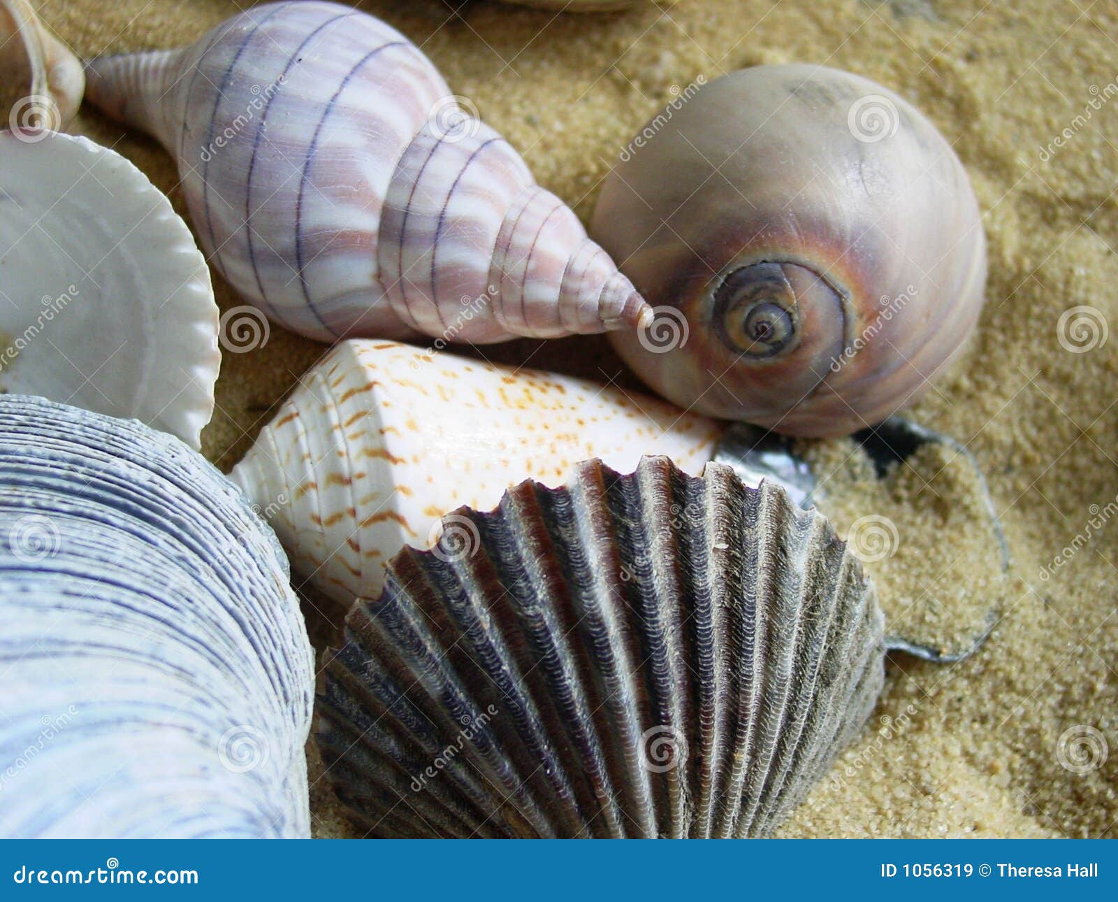 Shell Group stock image. Image of beach, shells, detail - 1056319