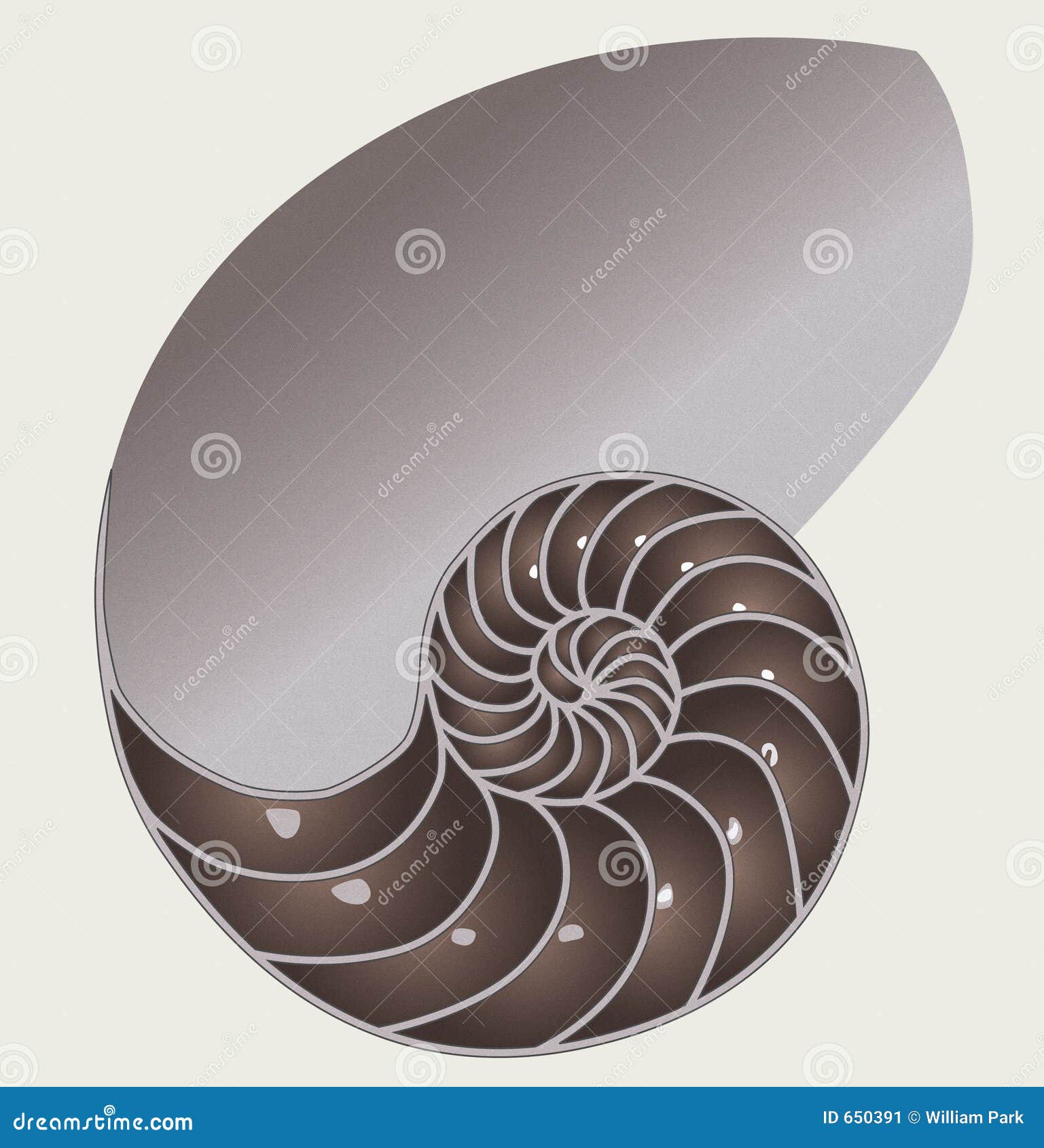 Shell half stock illustration. Illustration of beach, shore - 650391