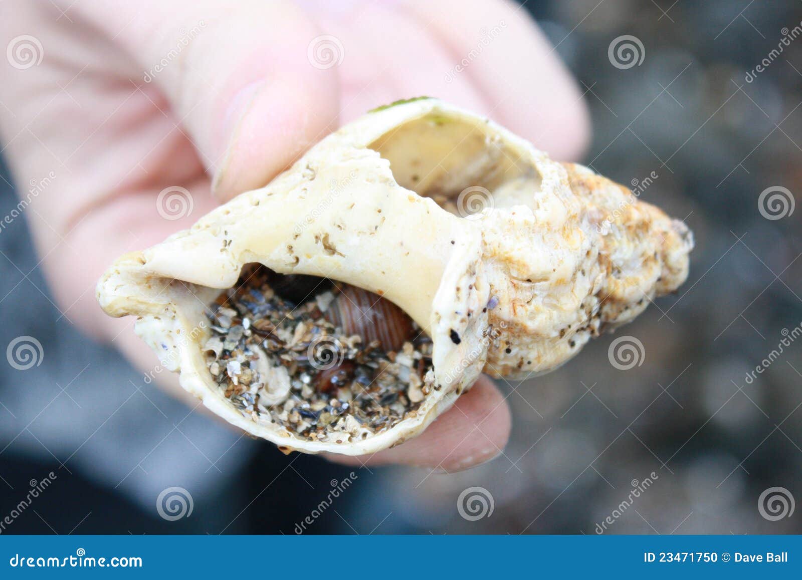 Shell in the hand stock photo. Image of silt, broken - 23471750
