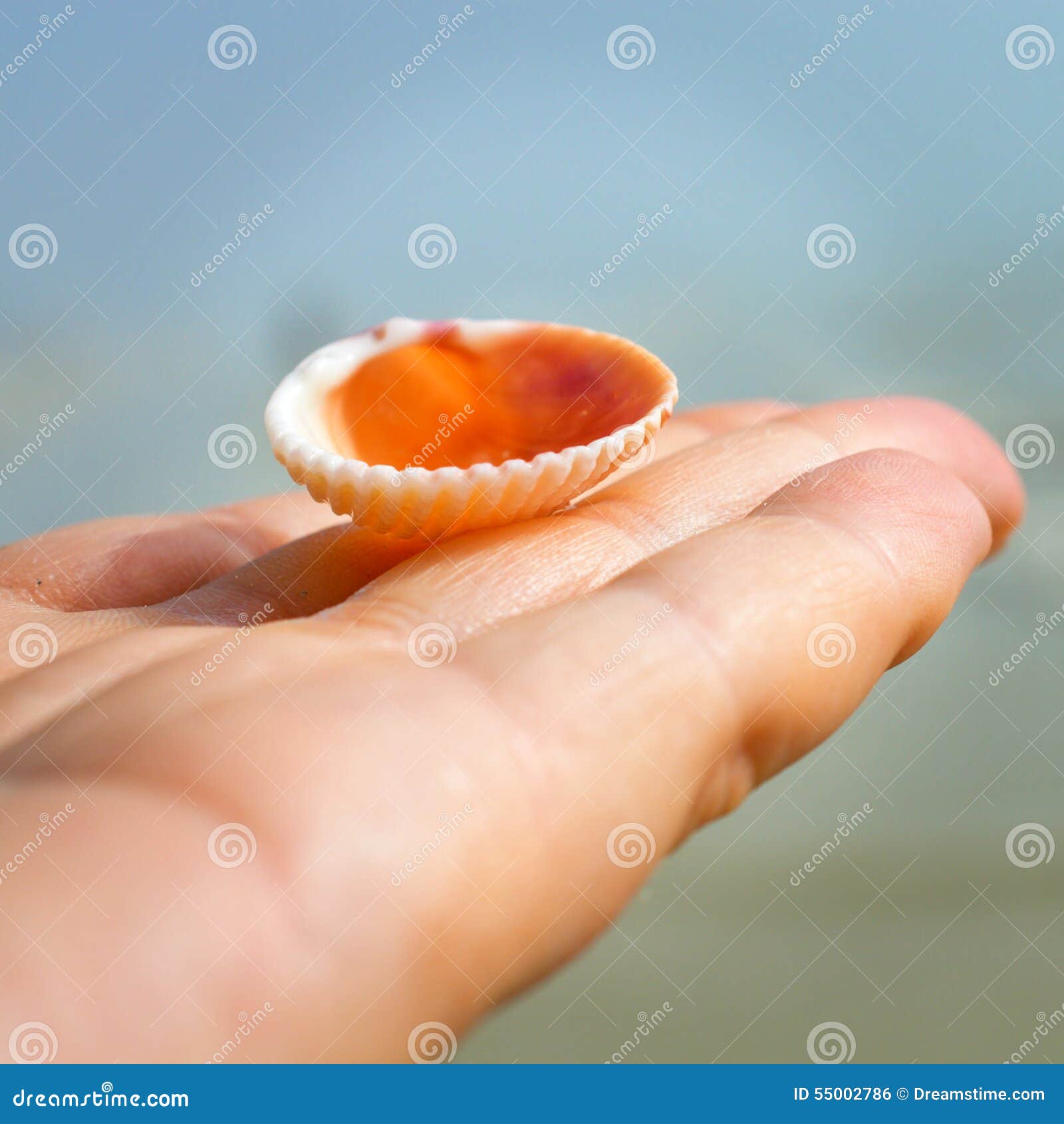 Shell in Hand. stock photo. Image of macro, family, collecting - 55002786