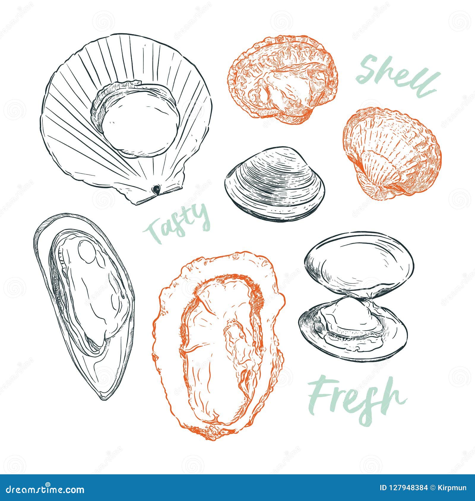 Shell, Hand Draw Sketch Vector. Seafood Set. | CartoonDealer.com #127948384