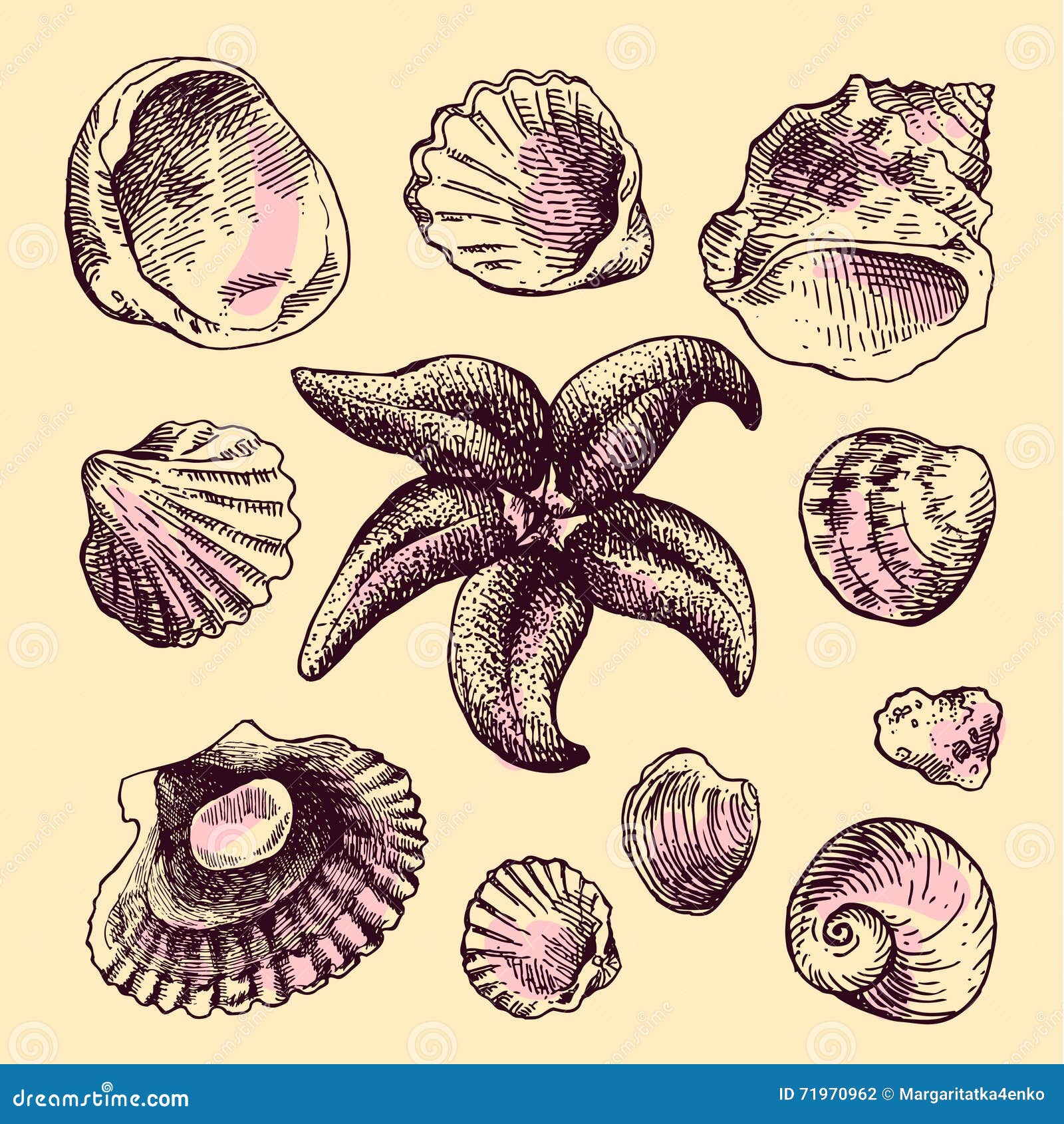 Shell hand drawn stock vector. Illustration of starfish - 71970962
