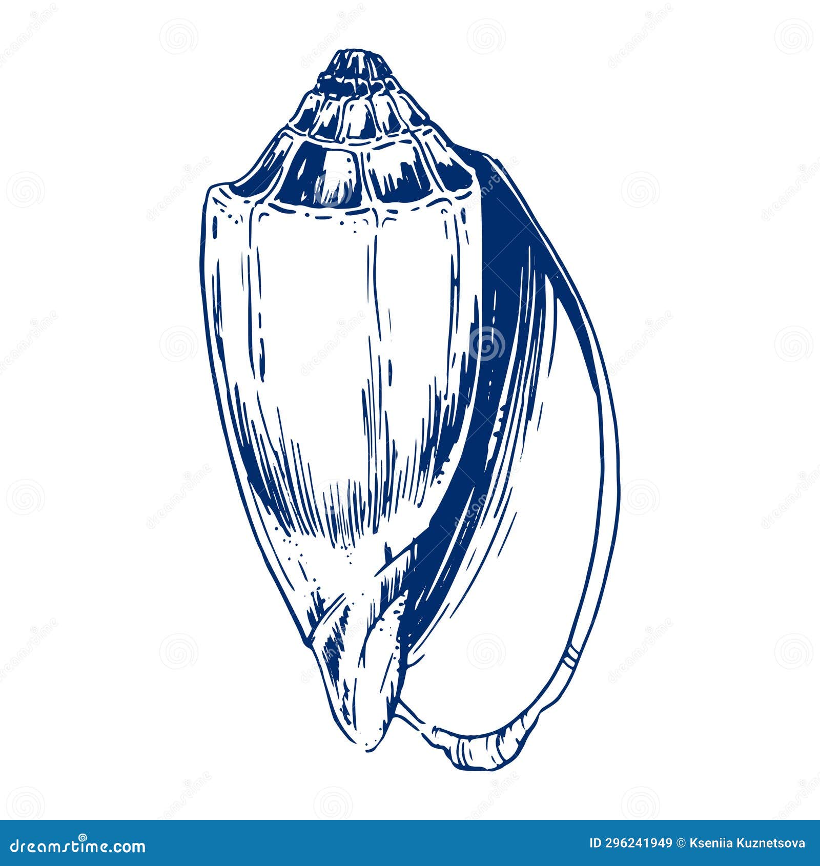 Shell. Hand Drawn Seashells. Engraving on a Marine Theme Stock ...