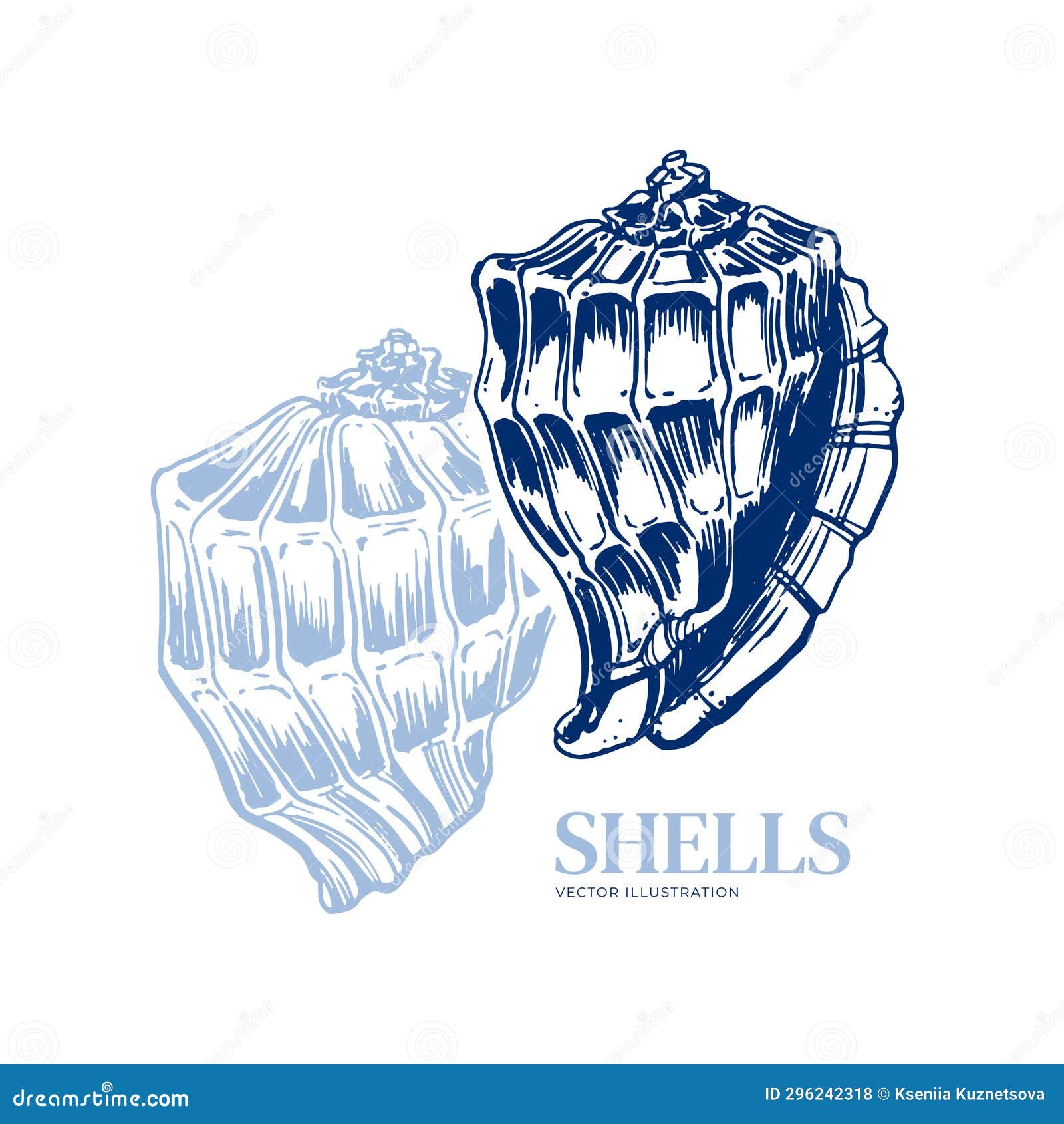 Shell. Hand Drawn Seashells. Engraving on a Marine Theme Stock Photo ...