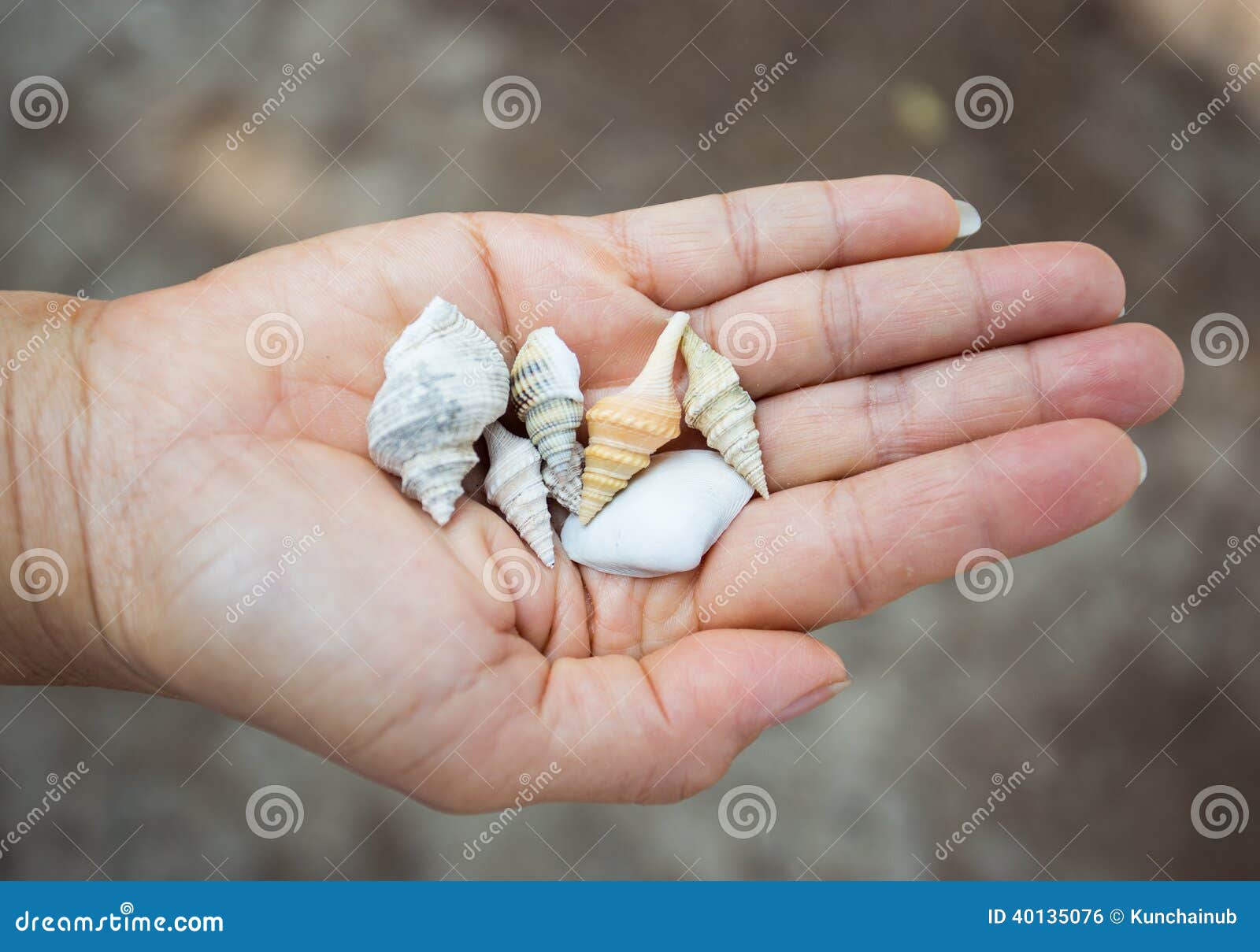 Shell on hand stock photo. Image of animal, palm, people - 40135076