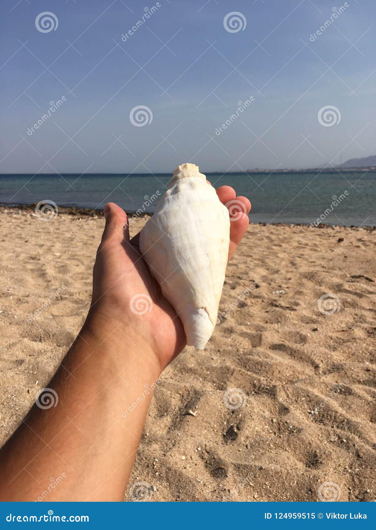 The shell in hand stock image. Image of shell, hand - 124959515