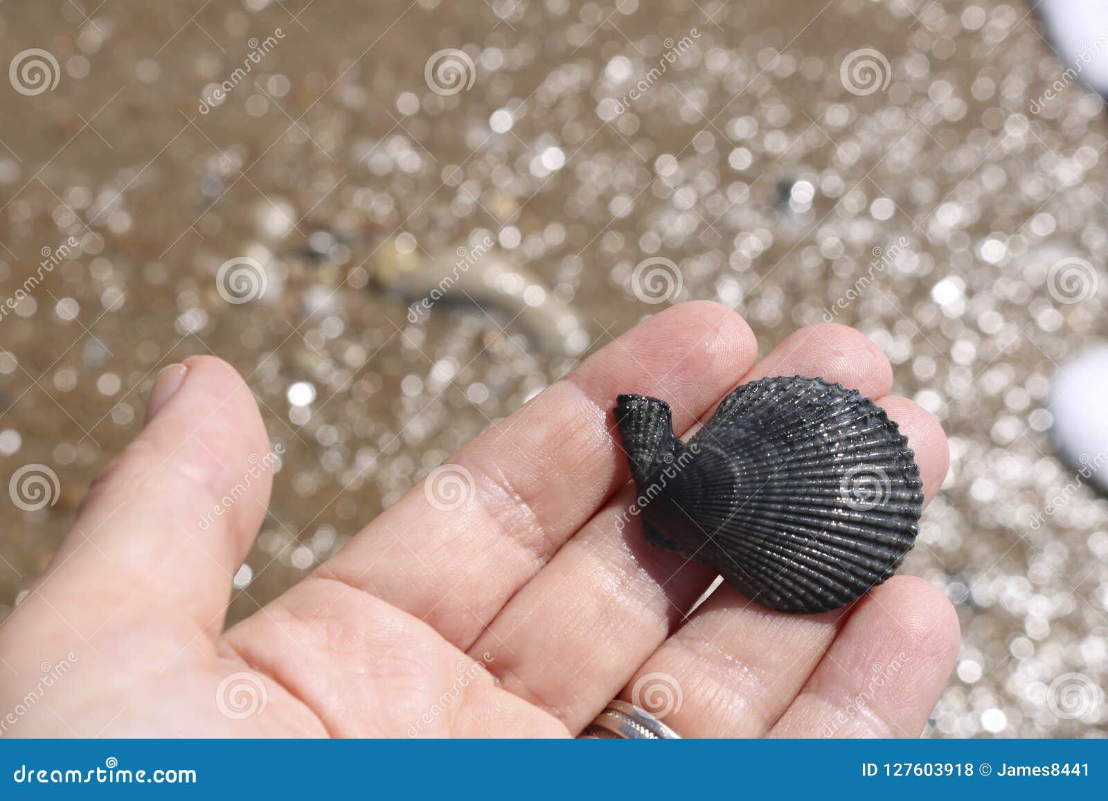 Shell in the hand. stock photo. Image of shells, holding - 127603918
